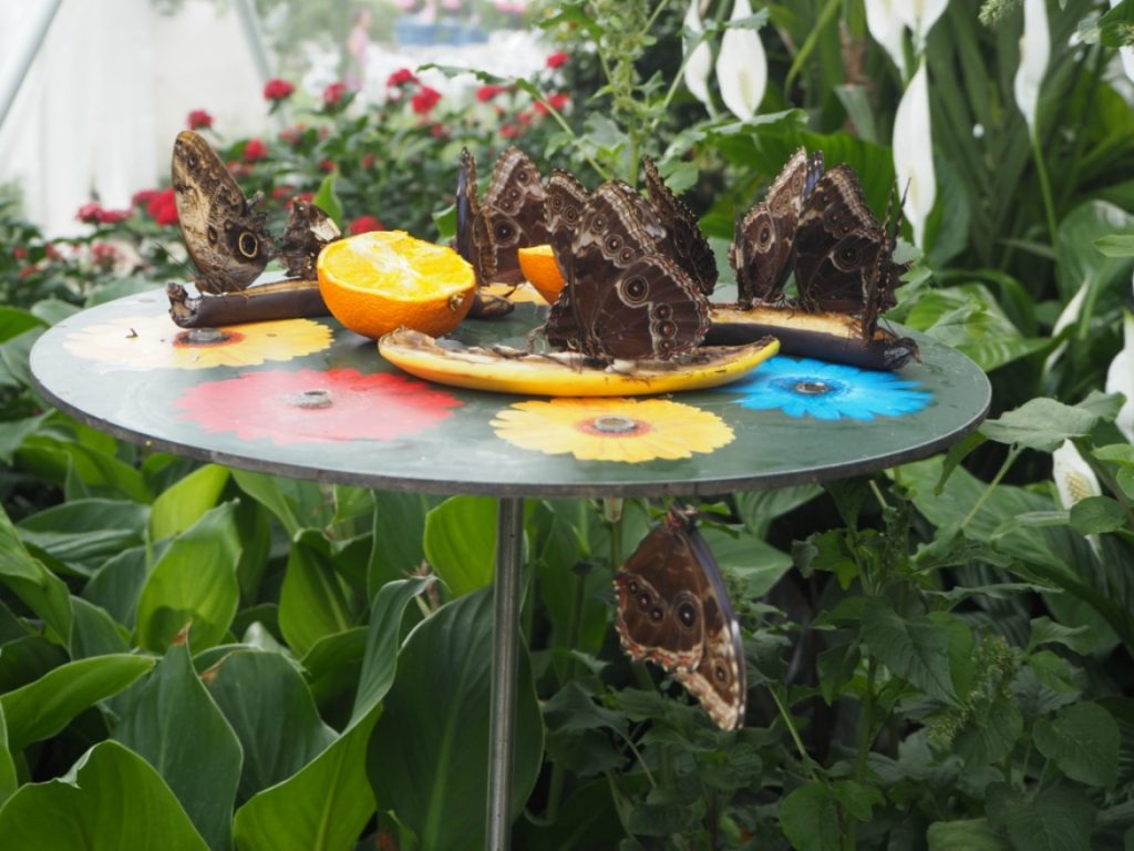 Butterfly Dome at 2016 RHS Hampton Court Palace Flower Show | Guide London