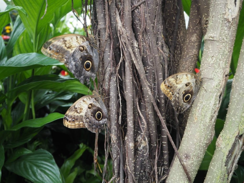 Butterfly Dome at 2016 RHS Hampton Court Palace Flower Show | Guide London